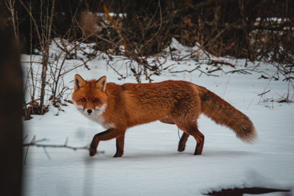 A Fox in the Chicken House - Little Portion Hermitage